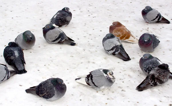 Ice pigeons Stock Photos, Royalty Free Ice pigeons Images | Depositphotos