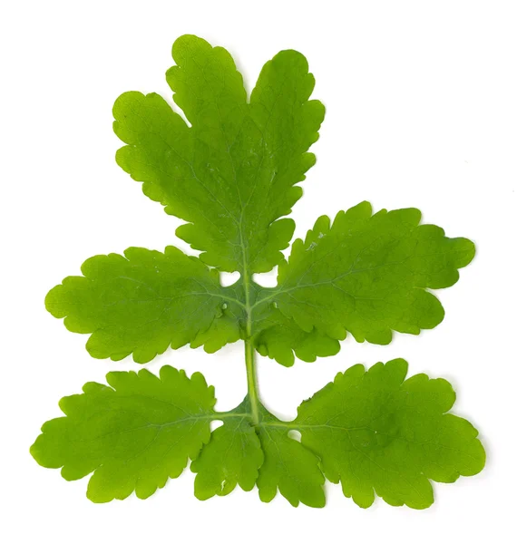 Salsa de carvalho Stock Photos, Royalty Free Salsa de carvalho Images ...