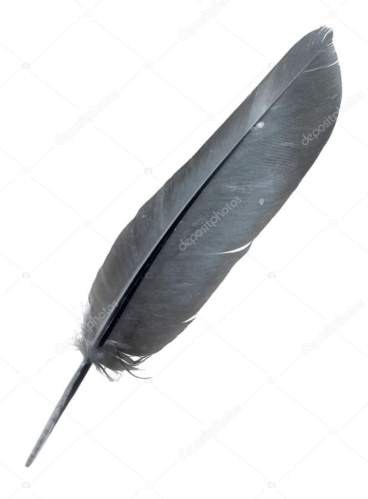 Bird feather isolated — Stock Photo © kzwwsko #65132145