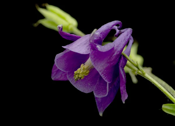 Deadly nightshade Stock Photos, Royalty Free Deadly nightshade Images ...