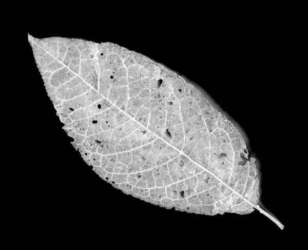 Xray leaf Stock Photos, Royalty Free Xray leaf Images | Depositphotos
