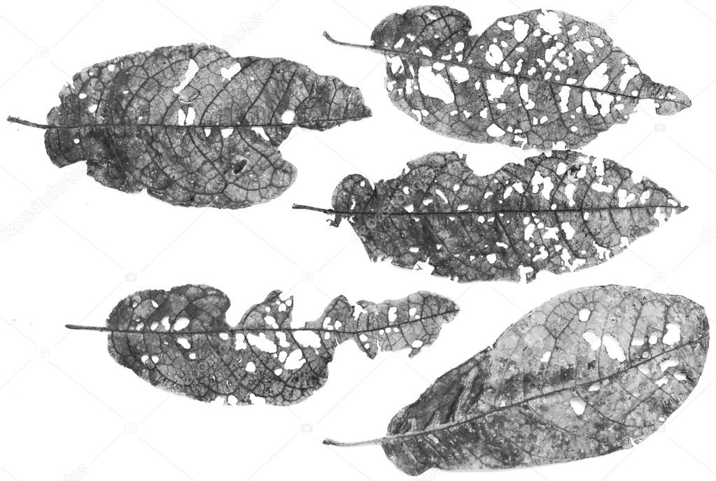 Leaves eaten by insects — Stock Photo © kzwwsko #66032707