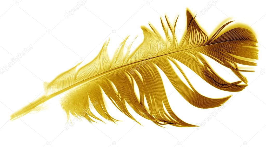 Big feather on white Stock Photo by ©kzwwsko 66032819
