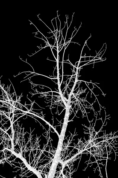 White tree branches - Stock Image - Everypixel