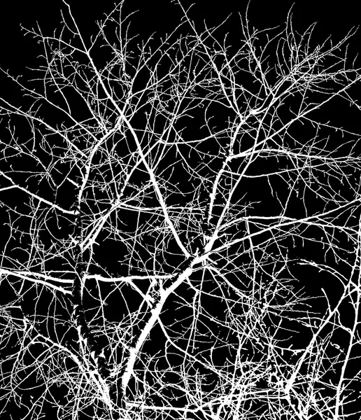 Dendrites Stock Photos, Royalty Free Dendrites Images | Depositphotos