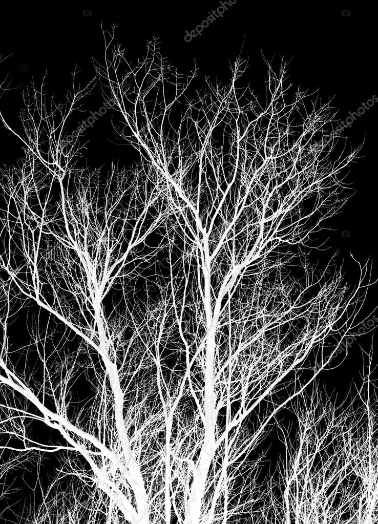 White tree branches on a black Stock Photo by ©kzwwsko 70955849