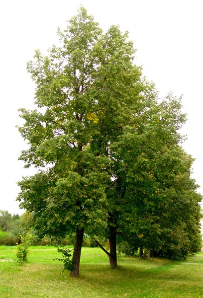 Large elm tree Stock Photos, Royalty Free Large elm tree Images ...