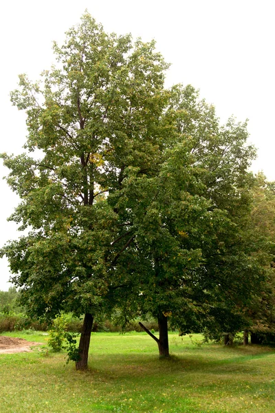 Large elm tree Stock Photos, Royalty Free Large elm tree Images ... Large elm tree Stock Photos, Royalty Free Large elm tree Images ...