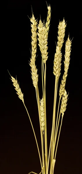 Trigo tradicional Stock Photos, Royalty Free Trigo tradicional Images ...