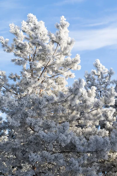 White fur tree Stock Photos, Royalty Free White fur tree Images ...