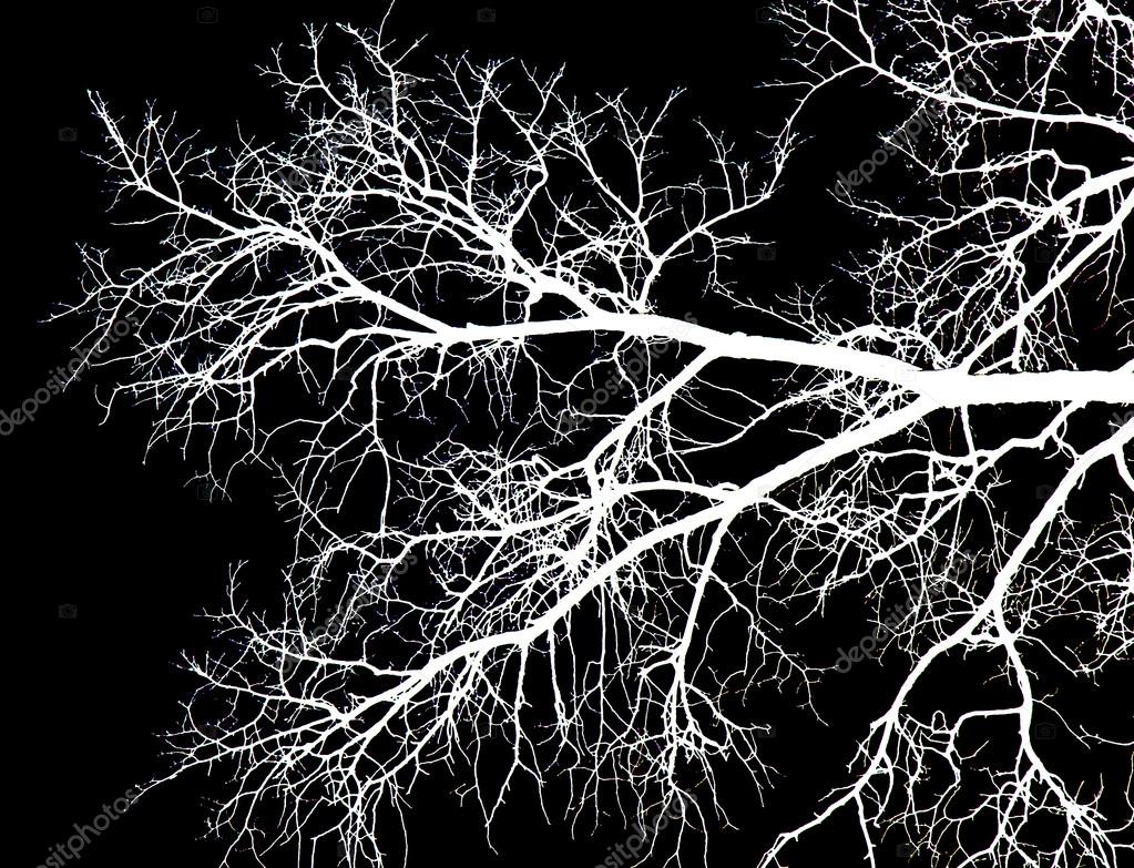 Black And White Tree Background