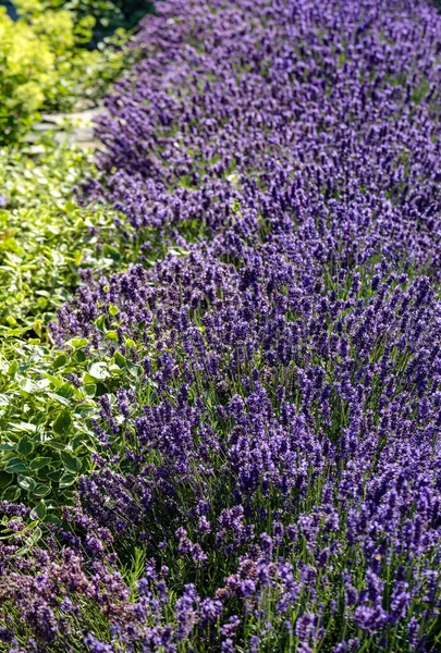 Lavender border Stock Photos, Royalty Free Lavender border Images ...