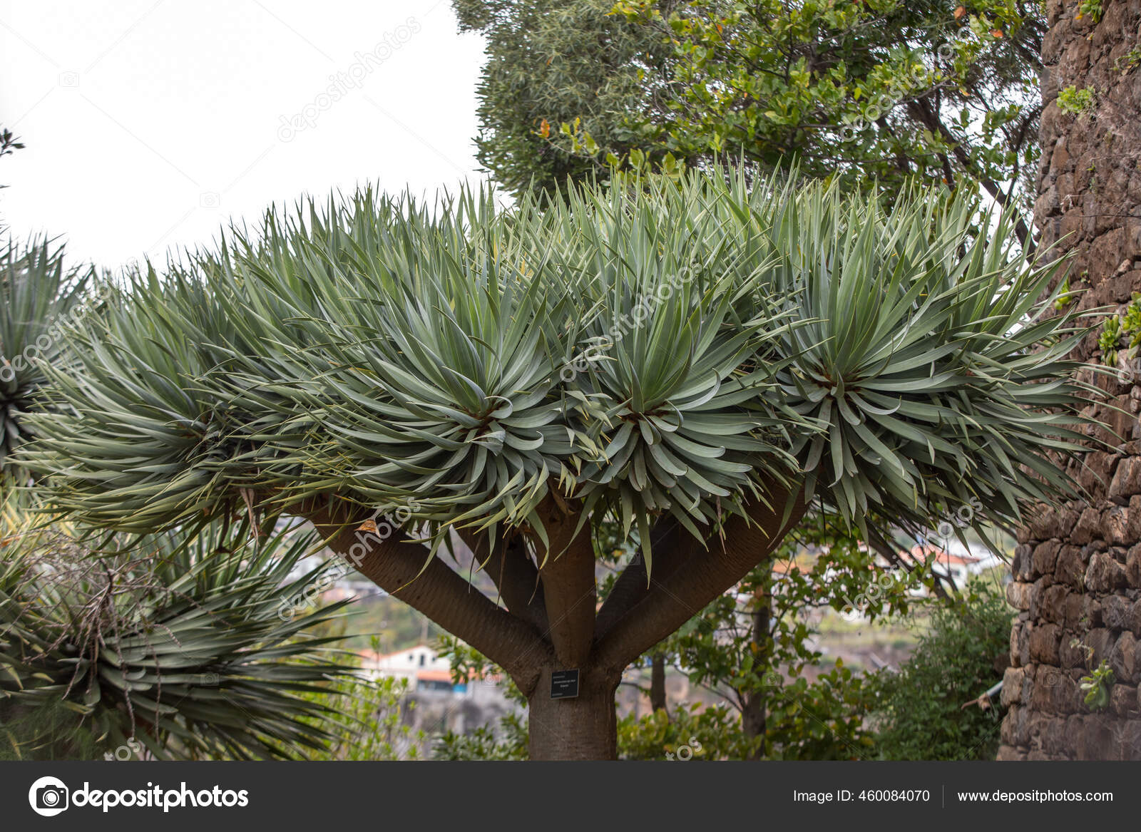 Yucca Aloifolia Spanish Bayonet