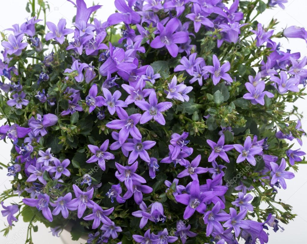 Beautiful vivid purple spring flower bush Dalmatian bellflower ⬇ Stock ...