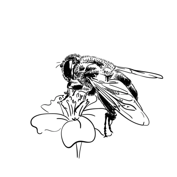 Bee Pollination Drawing
