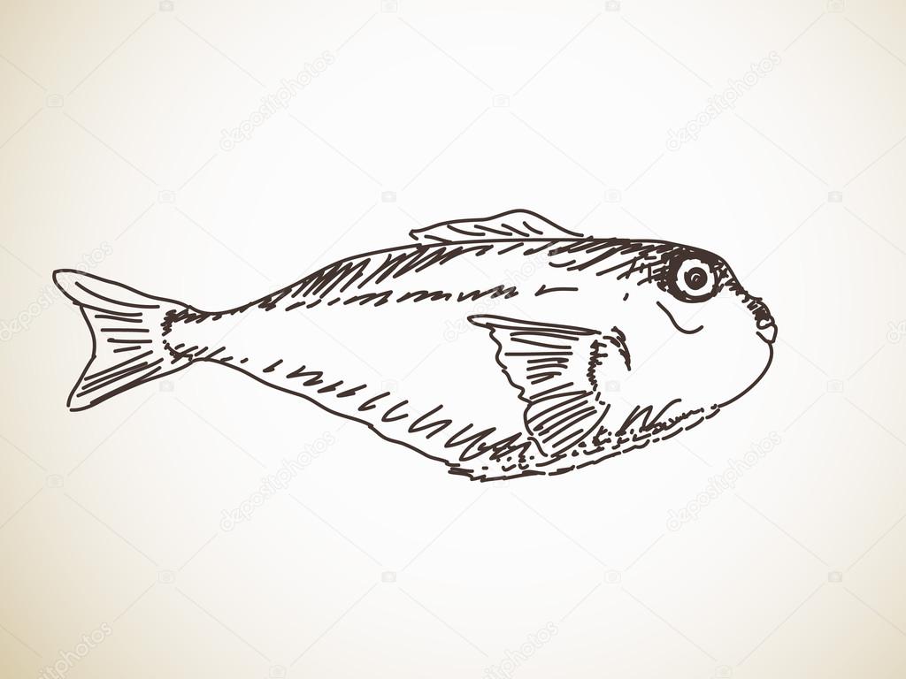 Hand drawn fish Stock Vector by ©OlgaTropinina #64714197