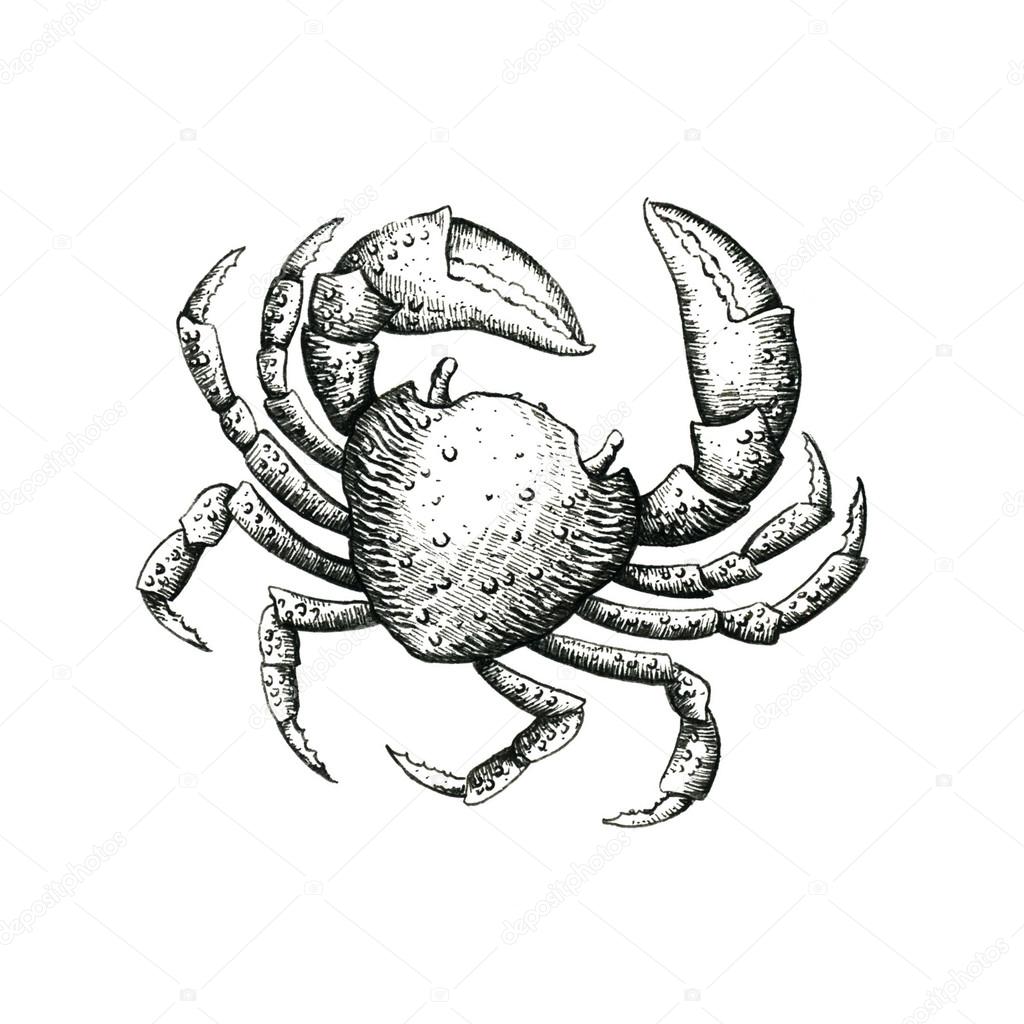 Crab hand-drawn Stock Illustration by ©jara3000 #95238274