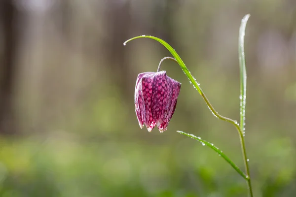 Wild Chess Flower ⬇ Stock Photo, Image by © AndreasZerndl #71221359