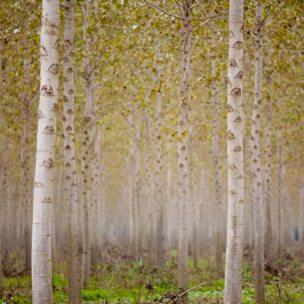 Trunks birch trees - Stock Image - Everypixel