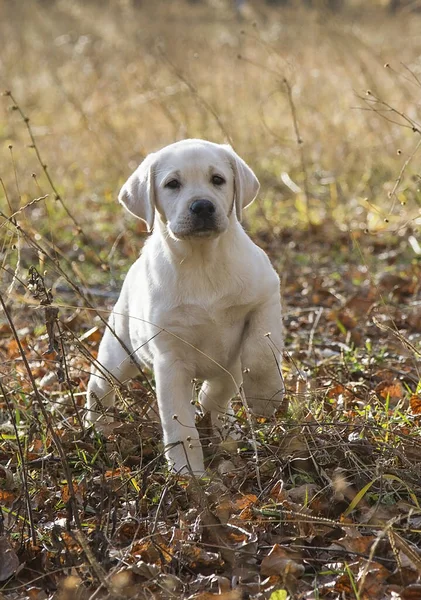 Imágenes de Labrador blanco, fotos de Labrador blanco sin royalties ...