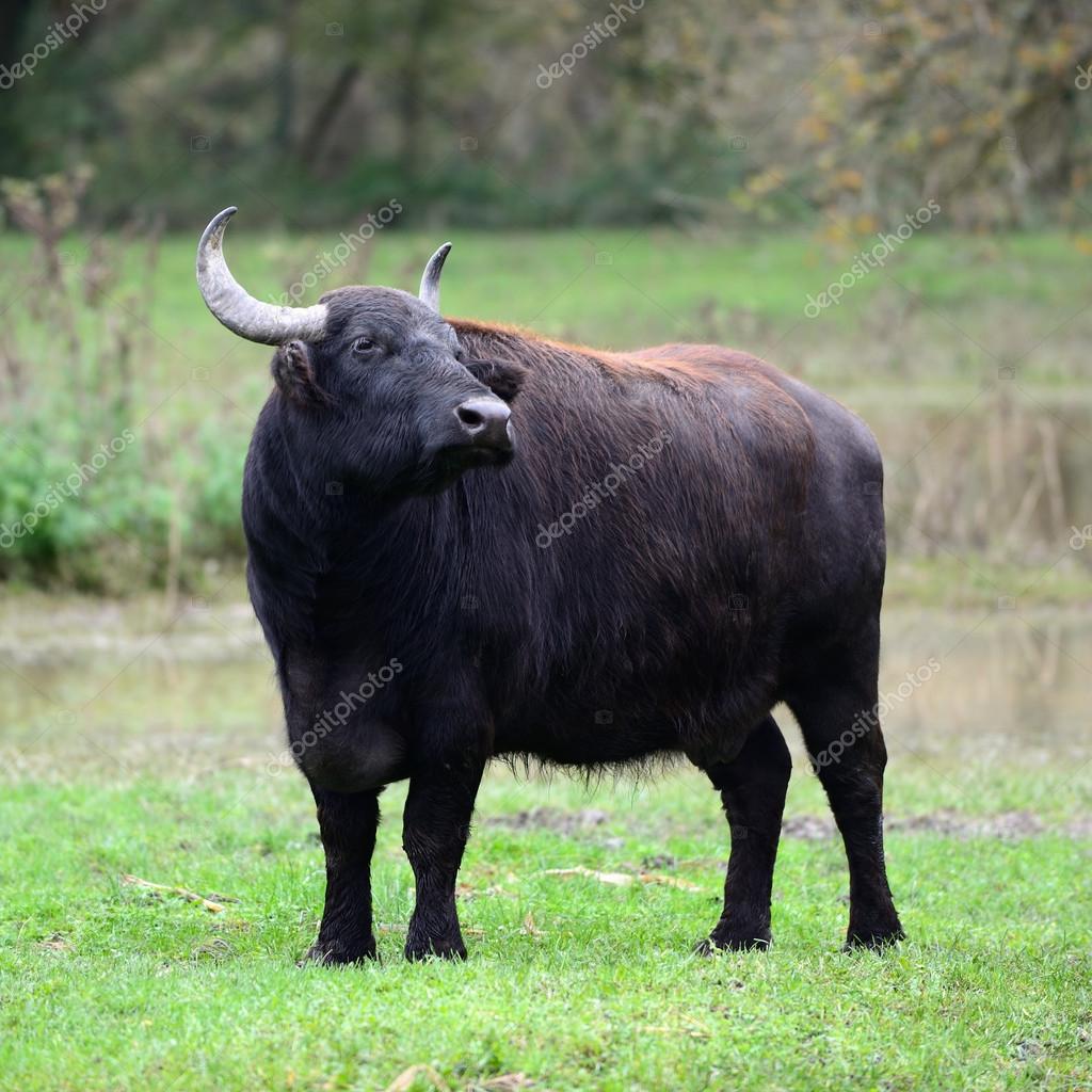 Wild water buffalo Stock Photo by ©ungorf 56946191