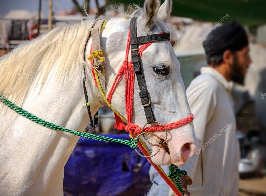 White horse at Pushkar Fair in Rajasthan, India Stock Photo by ©photoff ...