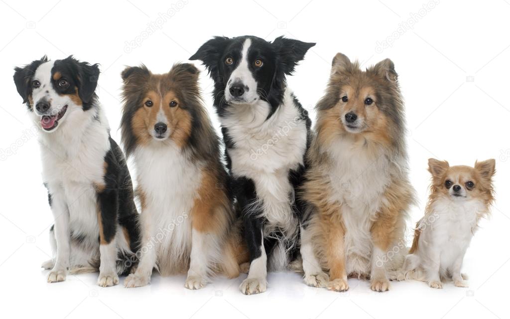Five beautiful dogs Stock Photo by ©cynoclub 100971592