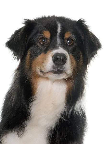 Tricolor australian shepherd Stock Photo by ©cynoclub 102309038
