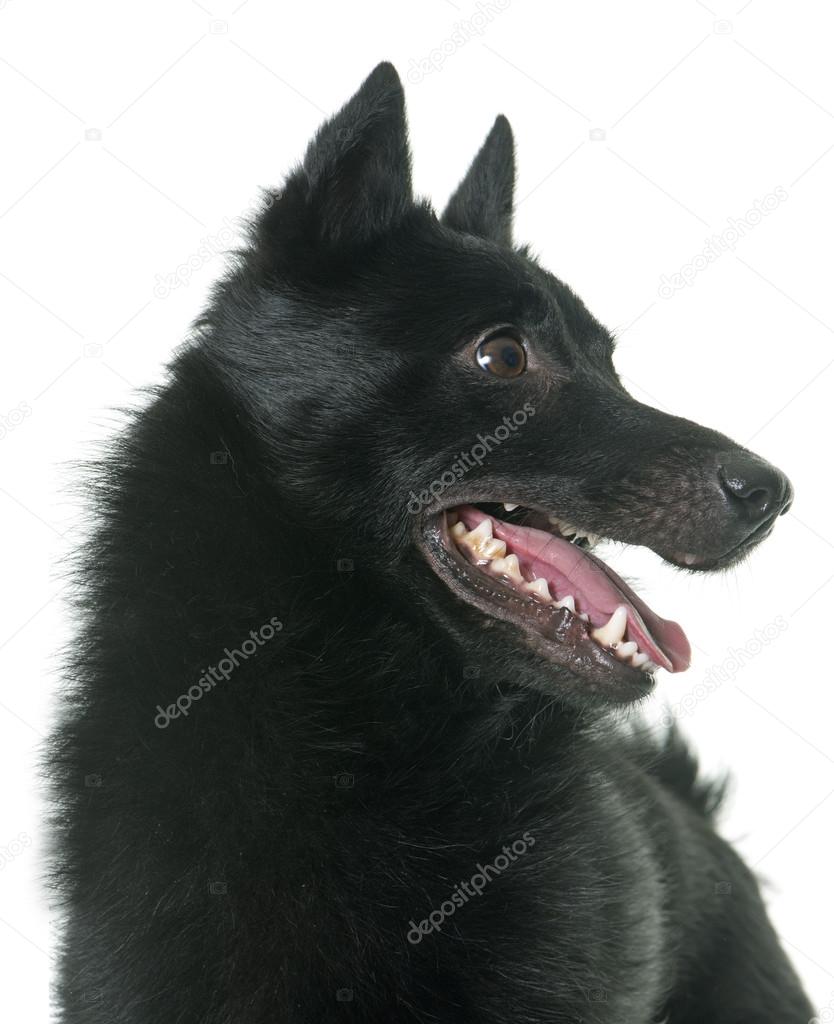 White Schipperke Puppies
