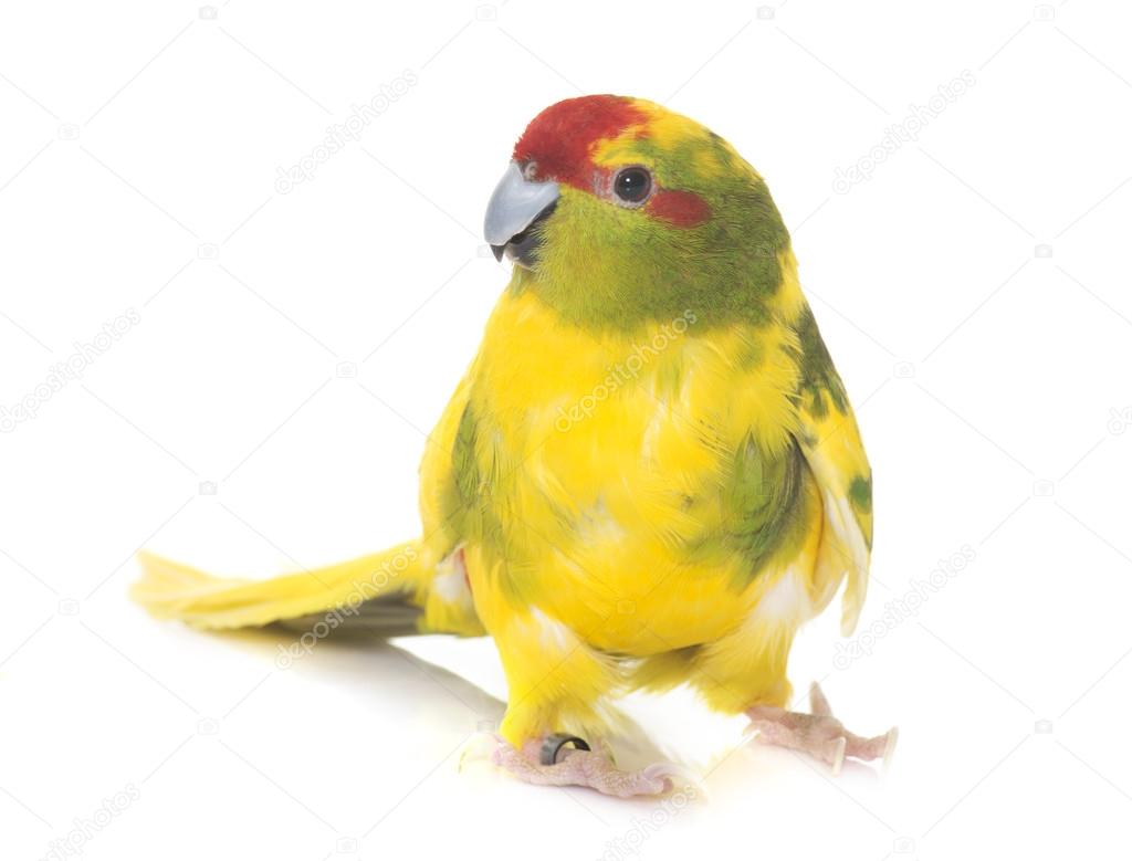 Red-fronted Kakariki parakeet Stock Photo by ©cynoclub 104027644