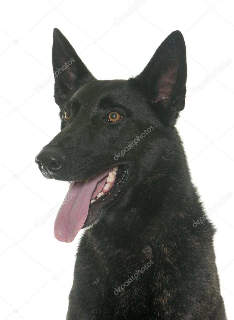 Dark dutch shepherd — Stock Photo © cynoclub #106938732