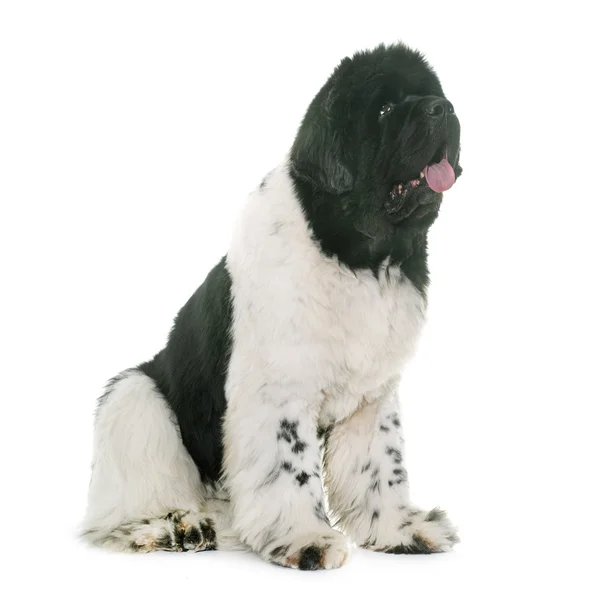 Black white springer spaniel Stock Photos, Royalty Free Black white ...
