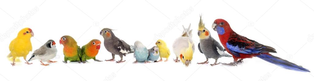 Pet birds Stock Photos, Royalty Free Pet birds Images | Depositphotos®