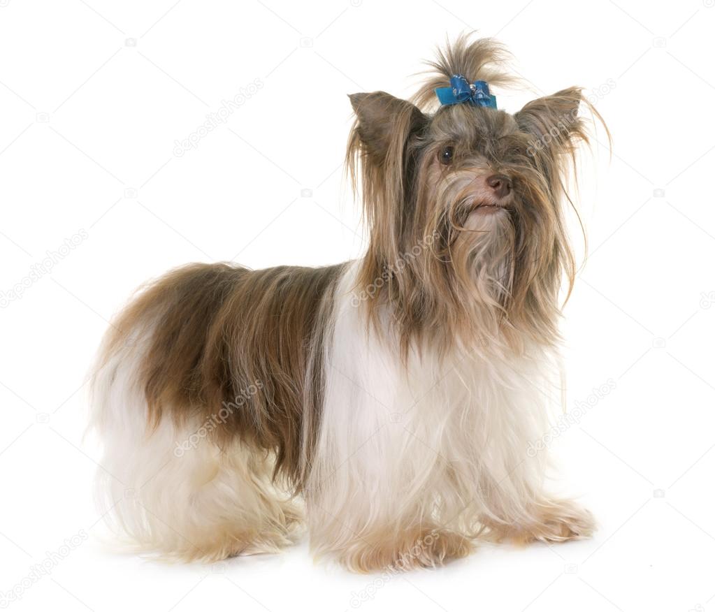Puppy biro yorkshire terrier Stock Photo by ©cynoclub 123235902