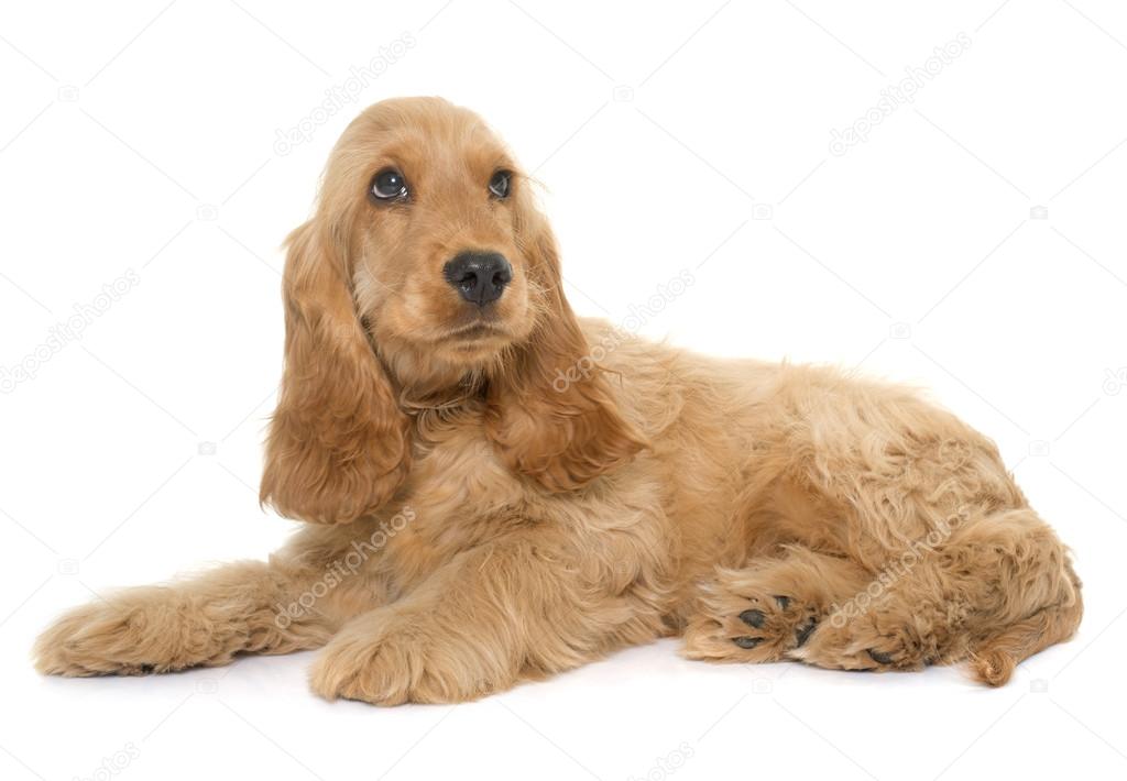 Puppy cocker spaniel Stock Photo by ©cynoclub 124747958