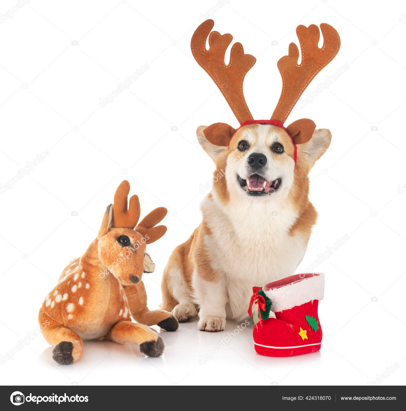Pembroke Welsh Corgi Front White Background — Stock Photo © cynoclub ...