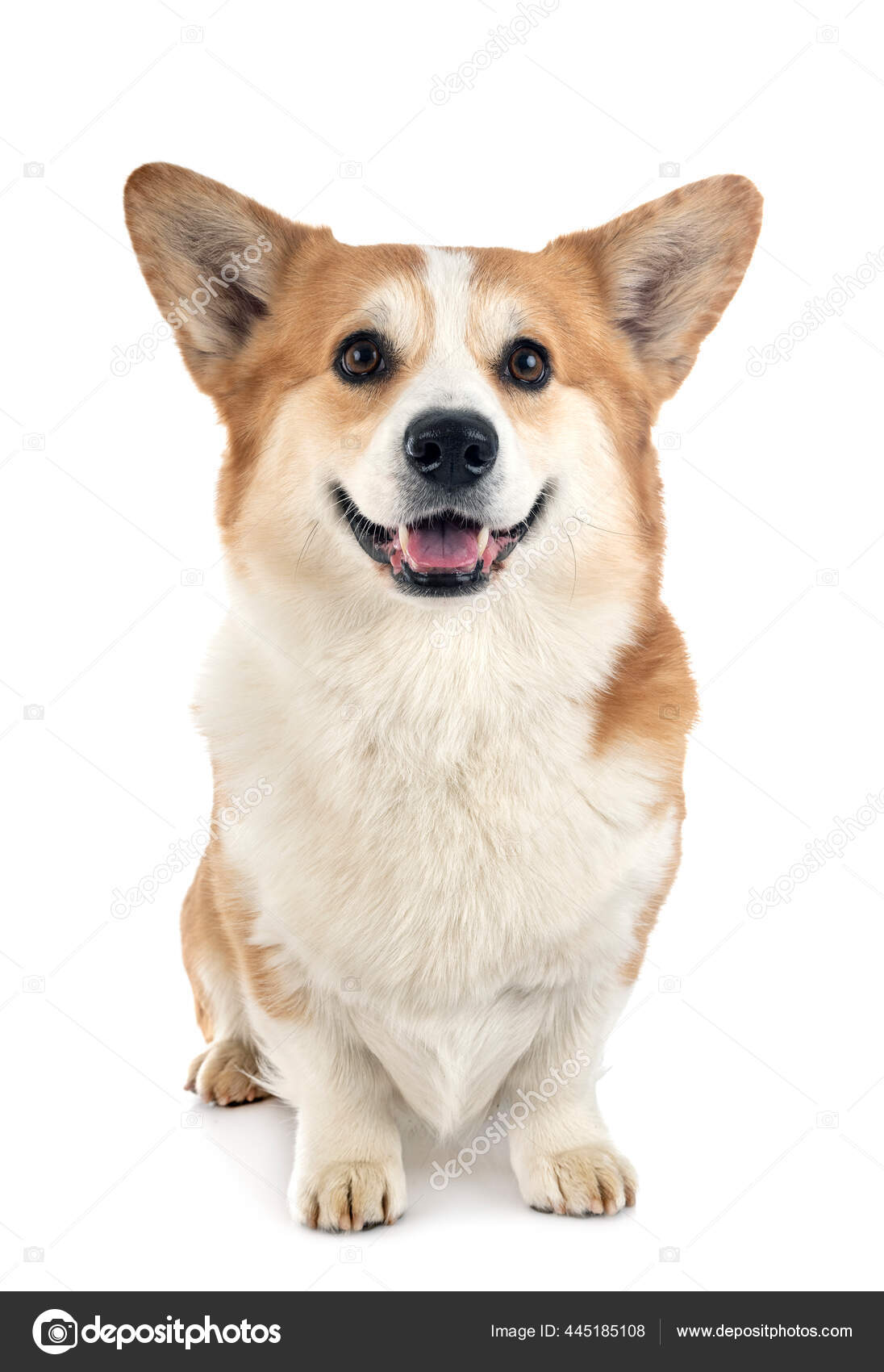 Young Pembroke Welsh Corgi Front White Background — Stock Photo ...