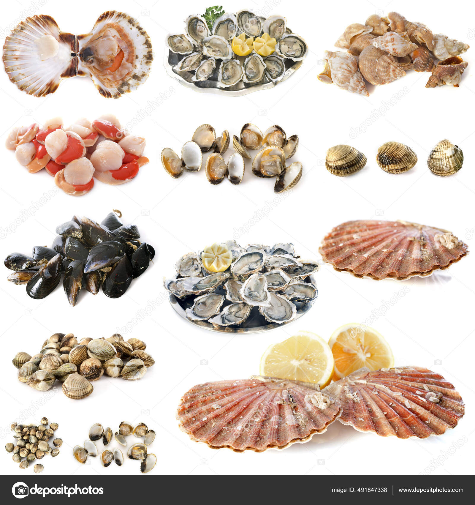 Many Shellfish Front White Background Stock Photo by ©cynoclub 491847338