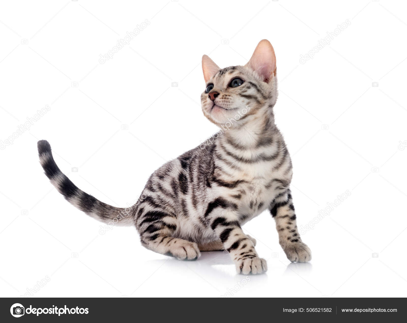 White Bengal Cat