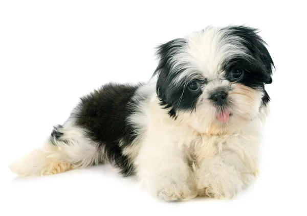 ᐈ Shih tzu stock images, Royalty Free shih tzu pics | download on ...