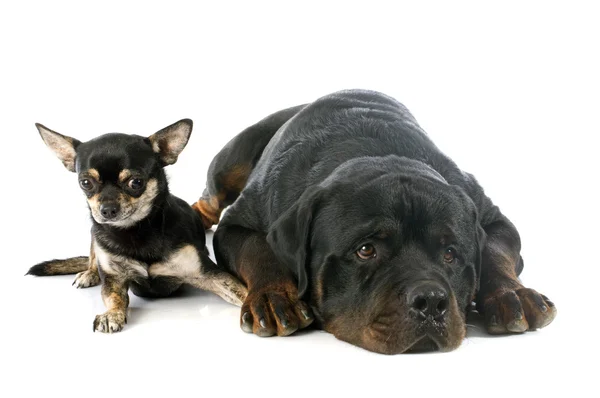 Rottweiler and chihuahua — Stock Photo © cynoclub #1978838