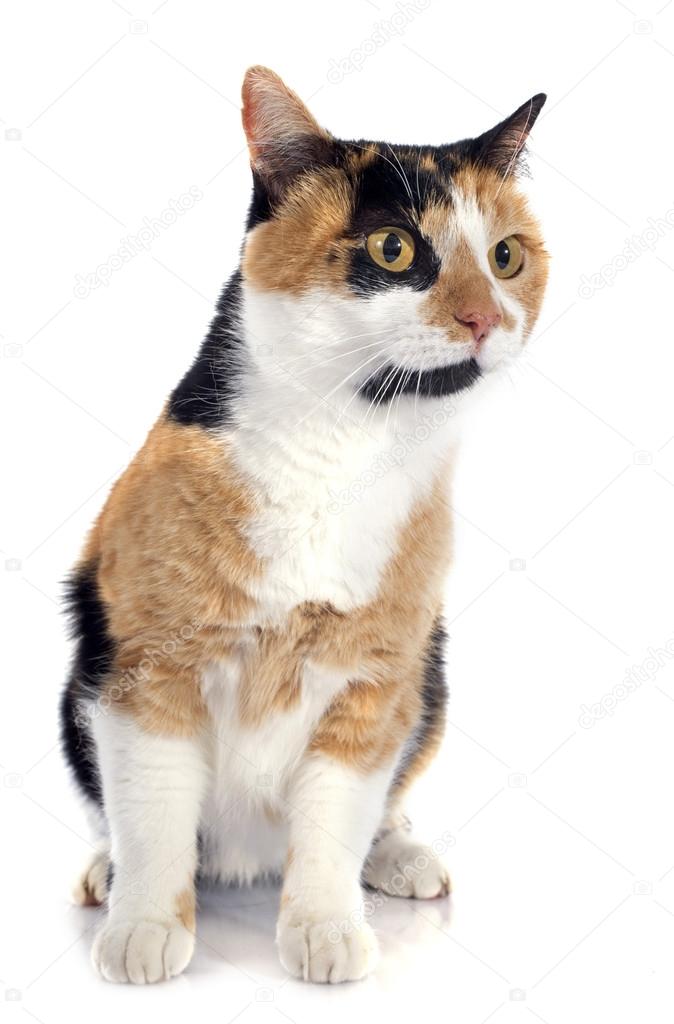 Tricolor cat Stock Photo by ©cynoclub 55030853