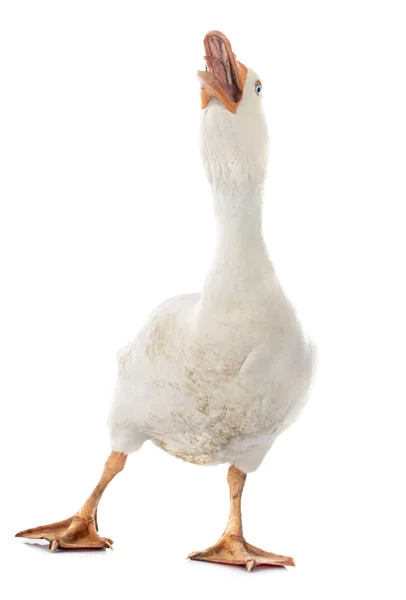 Goose cry Stock Photos, Royalty Free Goose cry Images | Depositphotos