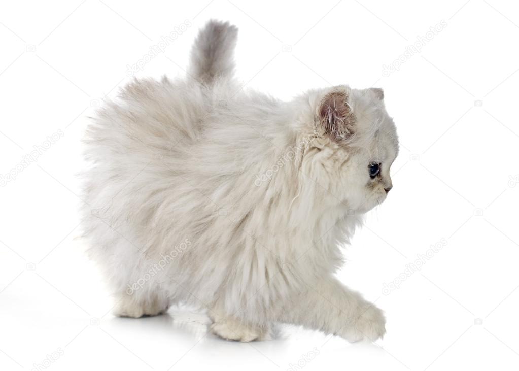 Gatito persa: fotografía de stock © cynoclub #57490163 | Depositphotos