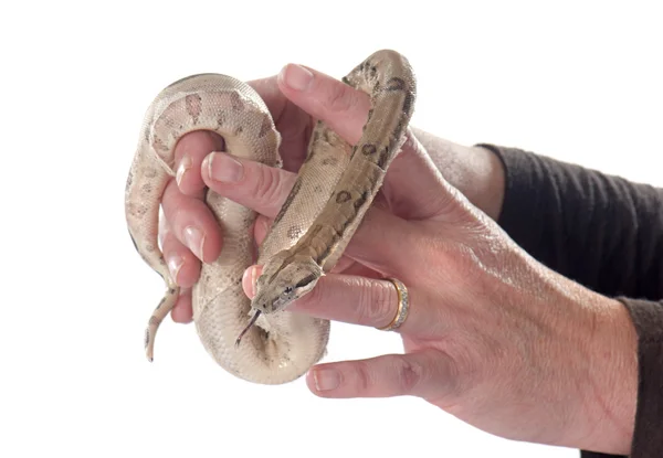 3,735 Boa constrictor Stock Photos | Free & Royalty-free Boa ...