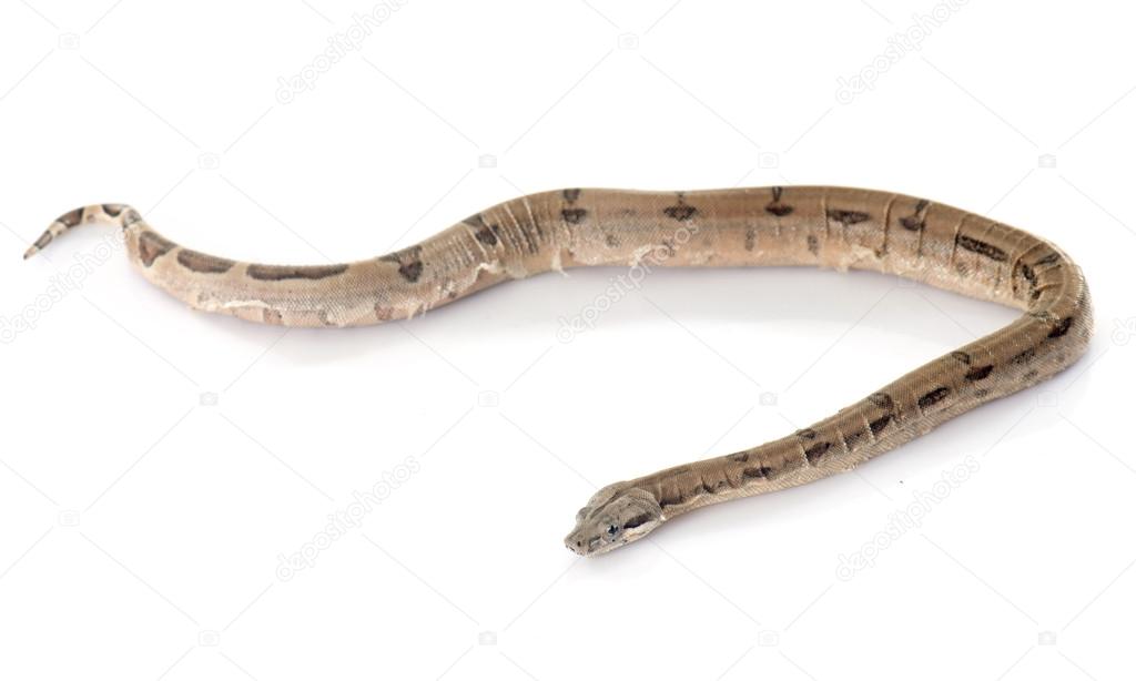 Young boa constrictor Stock Photo by ©cynoclub 62414721