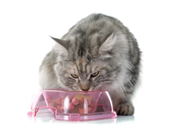 Manger le chat de maine coon Stock Photos, Royalty Free Manger le chat ...