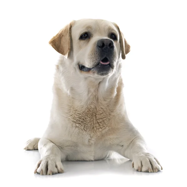 Fat labrador retriever 7 years old, with clipping path — Stock Photo ...