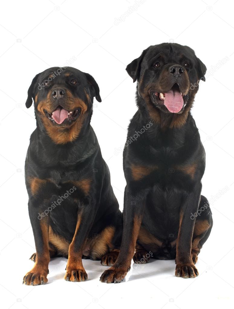 Do Purebred Rottweilers Have White On Them