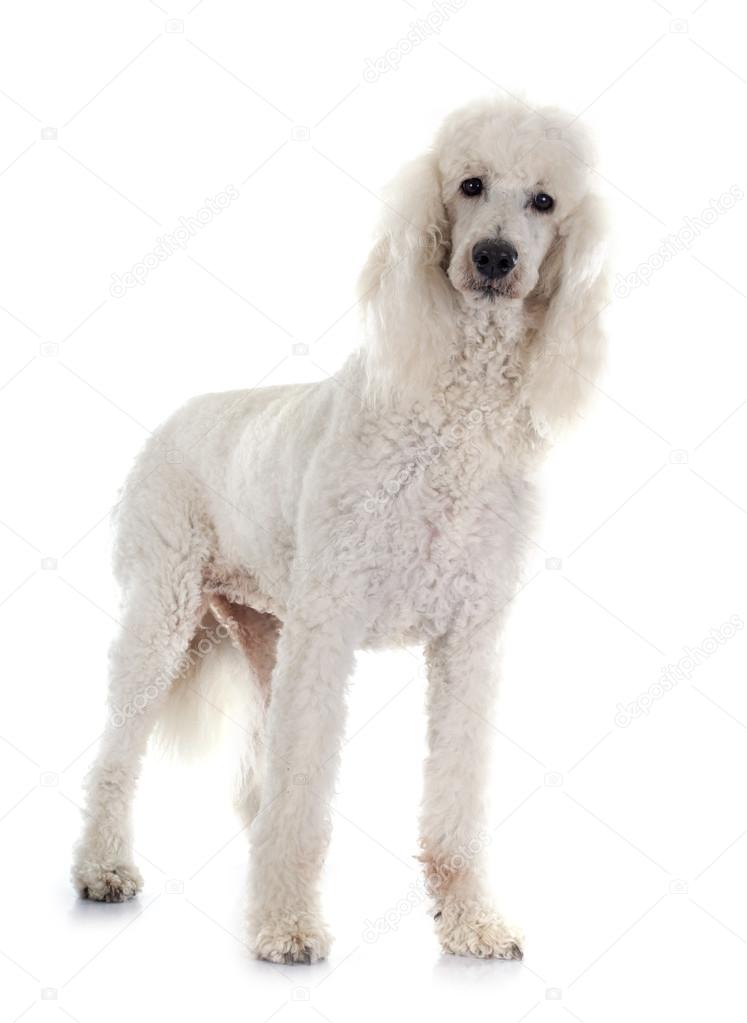 White Standard Poodles